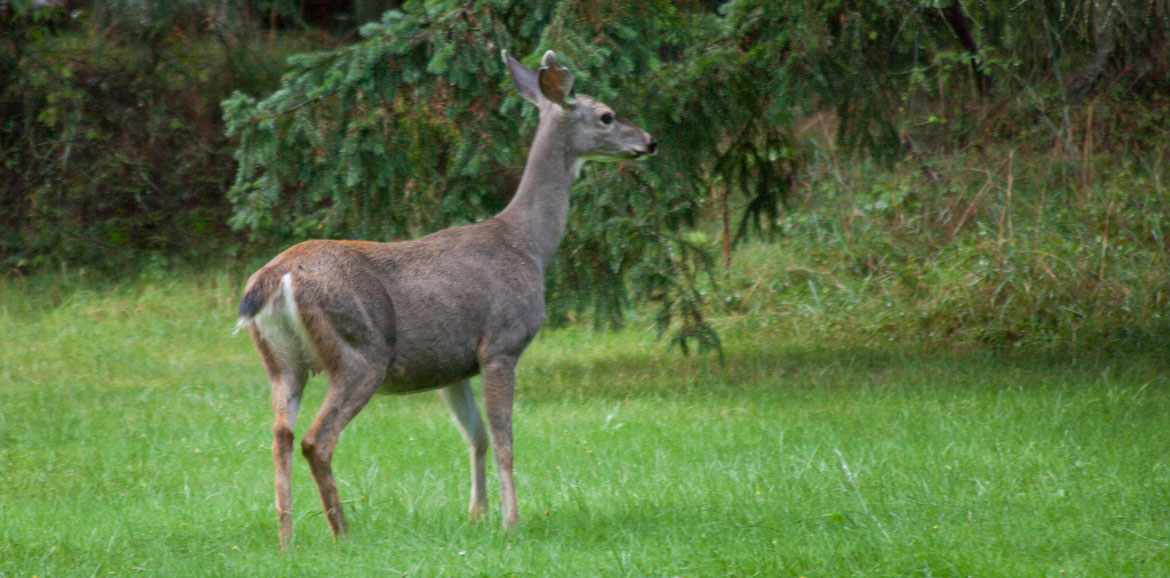 Back to Nature - St Mary Lake Resort St Mary Lake Resort
